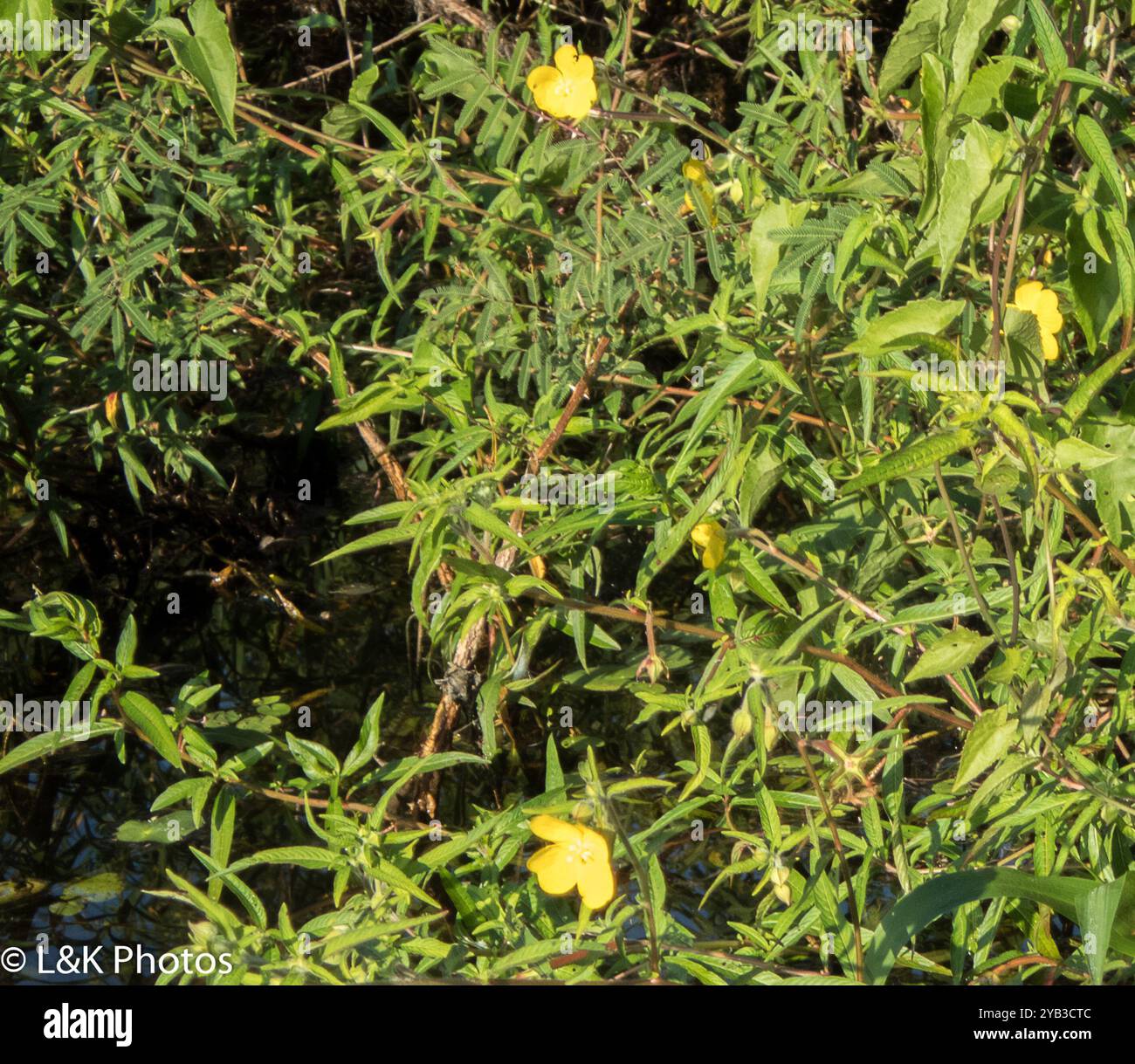 Mexican Primrose-willow (Ludwigia octovalvis) Plantae Stock Photo - Alamy