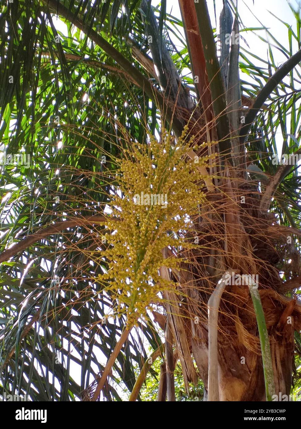 Queen palm (Syagrus romanzoffiana) Plantae Stock Photo - Alamy