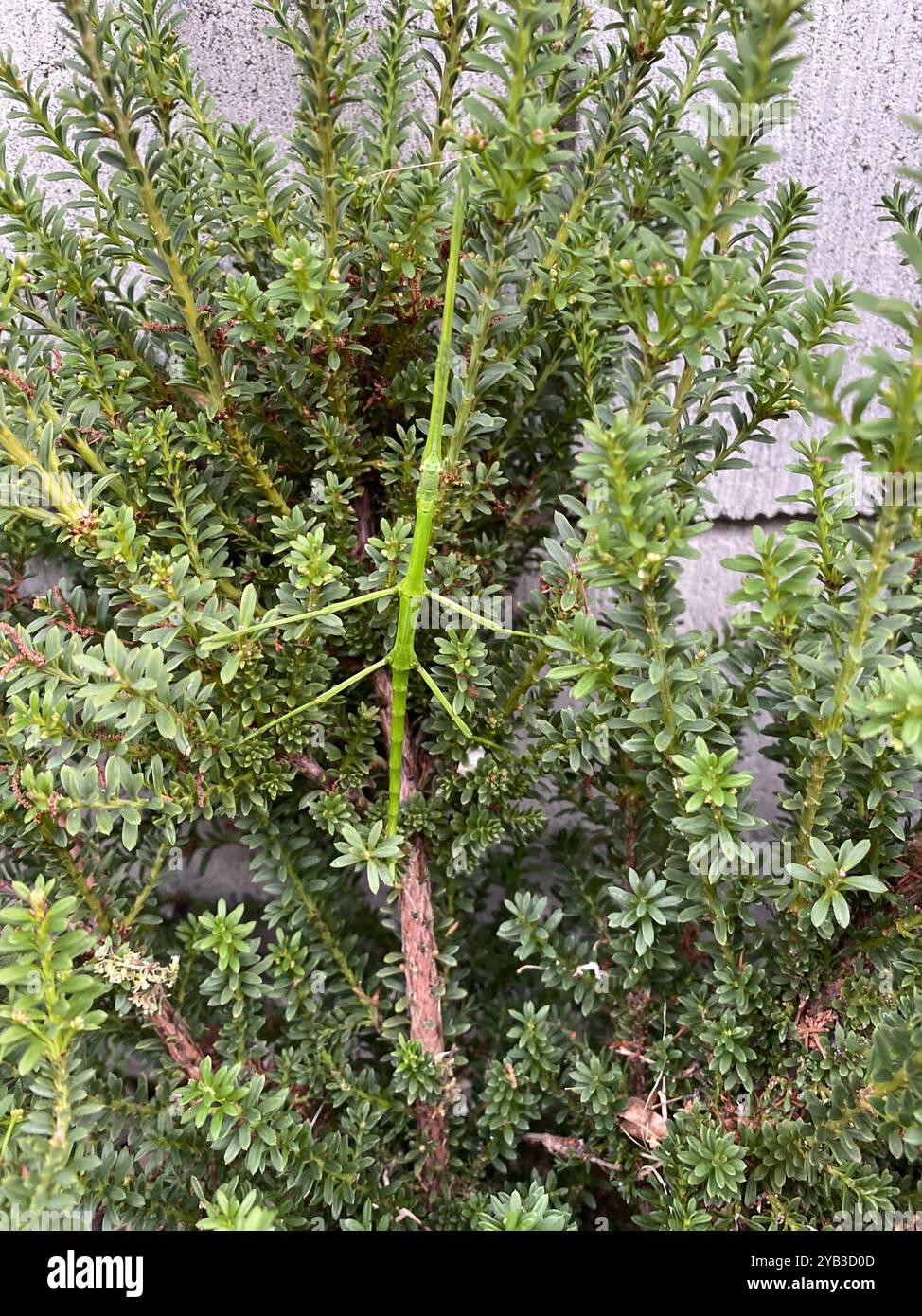 Stick Insects (Phasmida) Insecta Stock Photo - Alamy