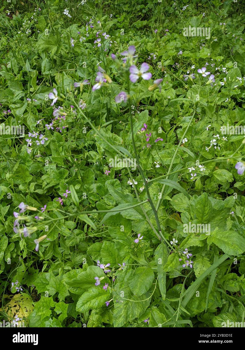 garden radish (Raphanus raphanistrum sativus) Plantae Stock Photo - Alamy