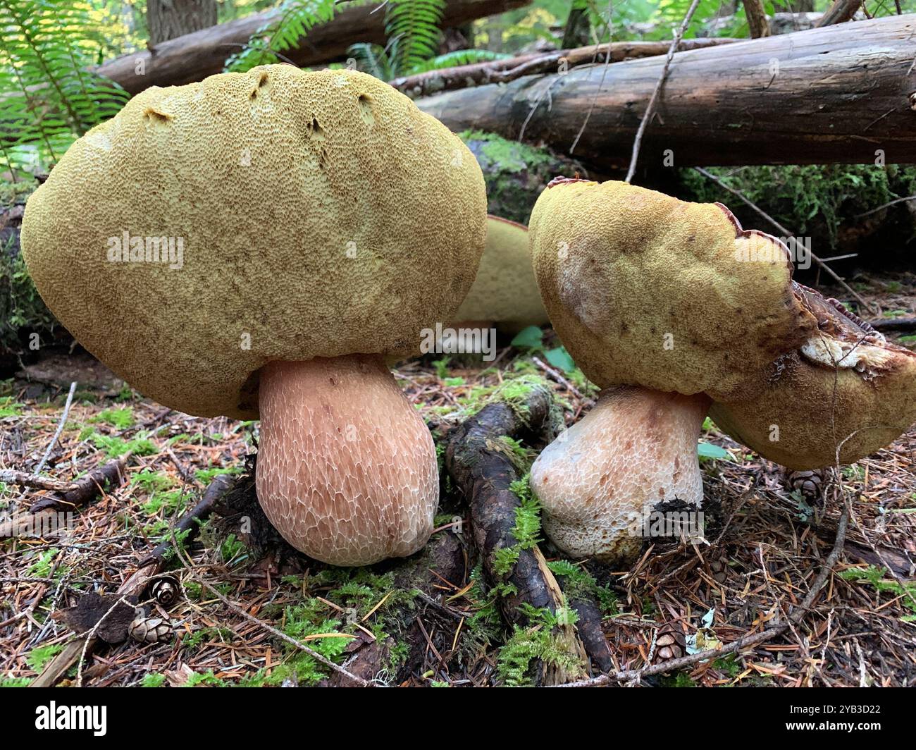 Queen Bolete (Boletus regineus) Fungi Stock Photo - Alamy