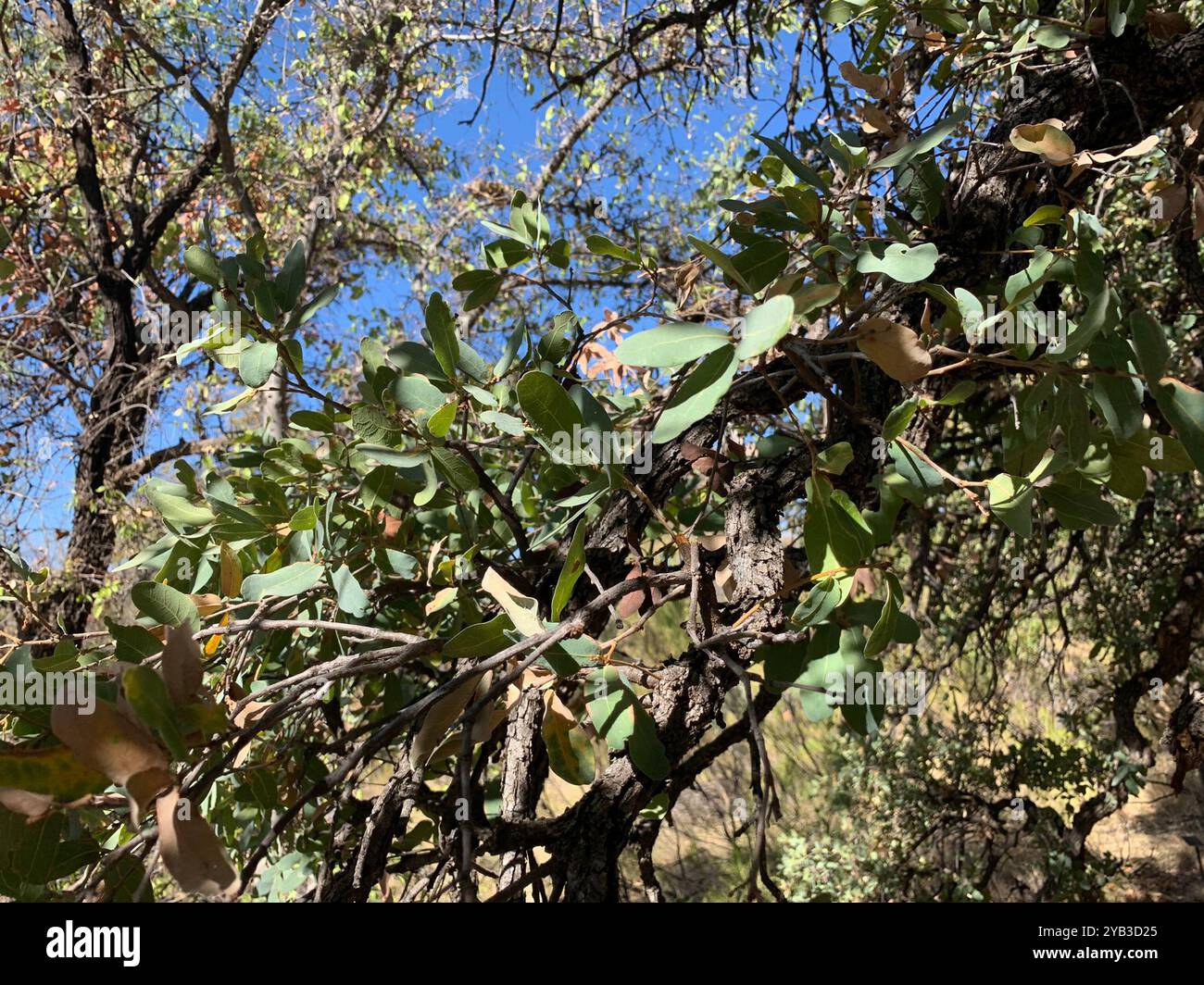 Mexican blue oak (Quercus oblongifolia) Plantae Stock Photo - Alamy