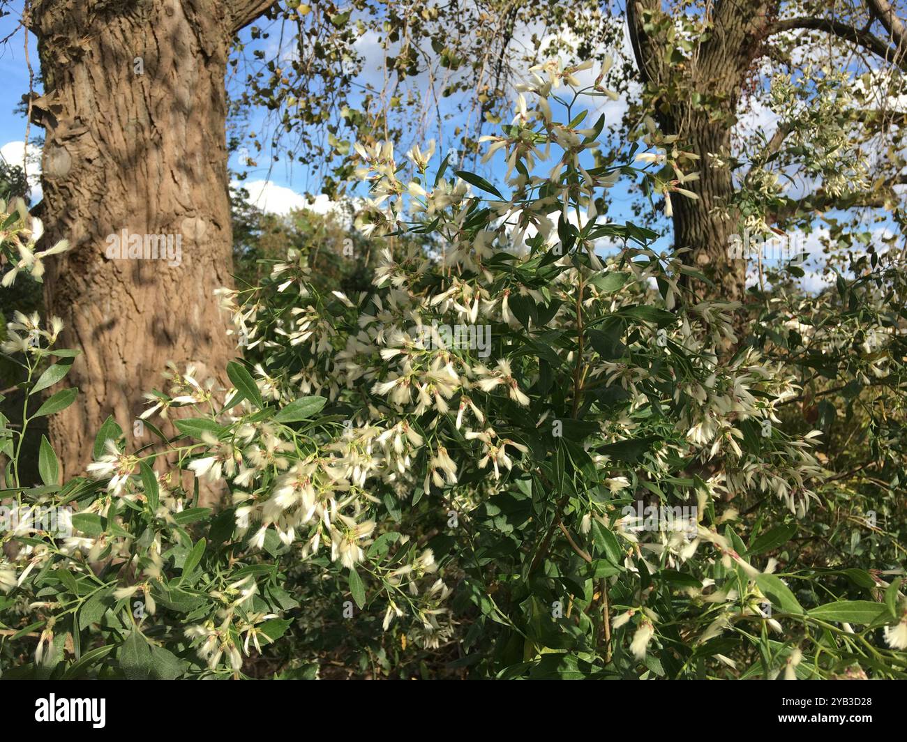 groundsel tree (Baccharis halimifolia) Plantae Stock Photo - Alamy