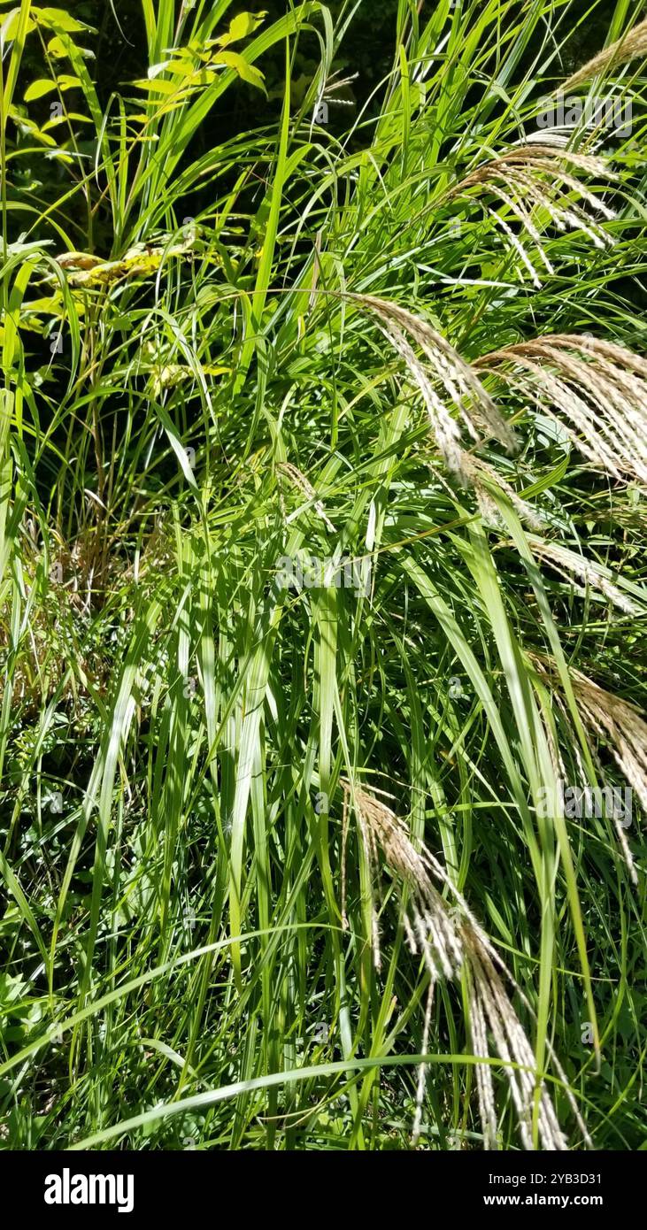 Chinese silver grass (Miscanthus sinensis) Plantae Stock Photo - Alamy