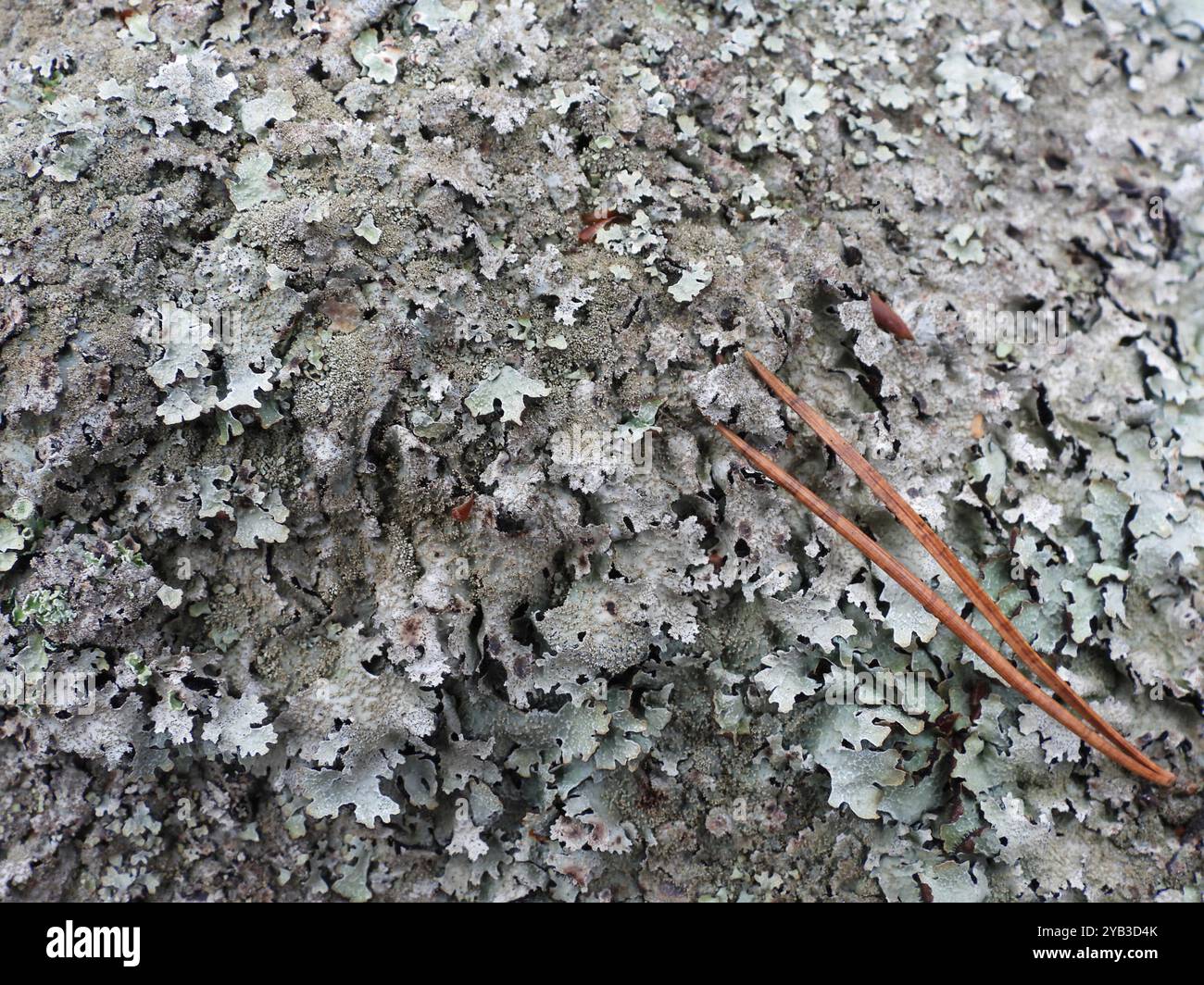 Salted Shield Lichen (Parmelia saxatilis) Fungi Stock Photo - Alamy