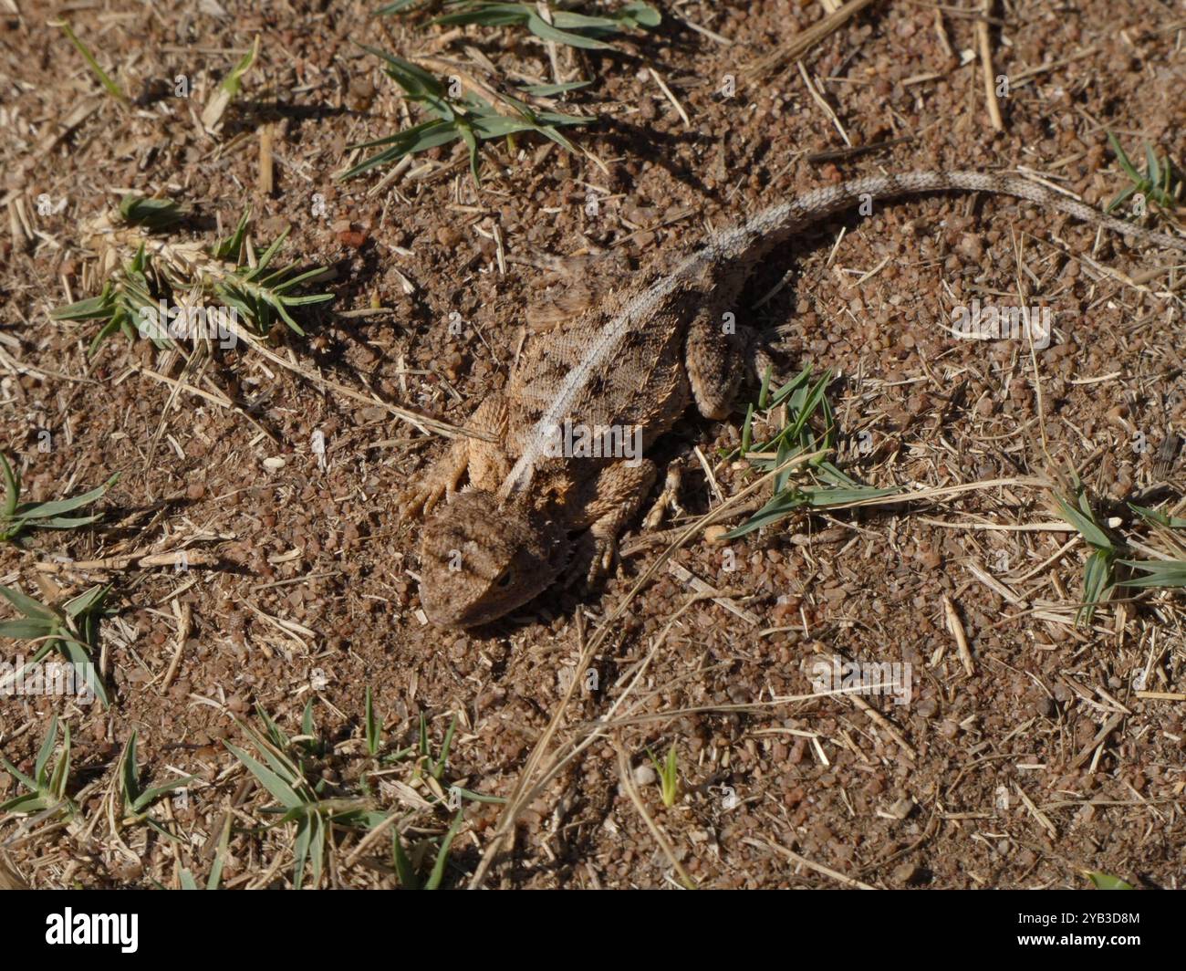 Agama armata hi-res stock photography and images - Alamy