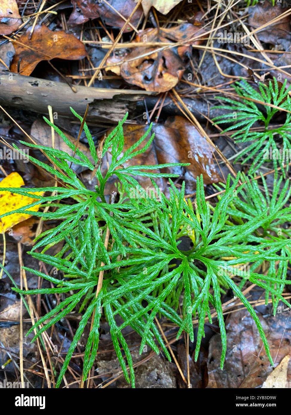 fan clubmoss (Diphasiastrum digitatum) Plantae Stock Photo - Alamy
