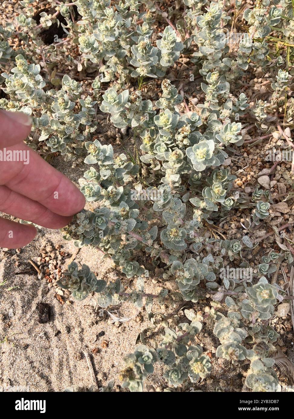 beach saltbush (Atriplex leucophylla) Plantae Stock Photo - Alamy