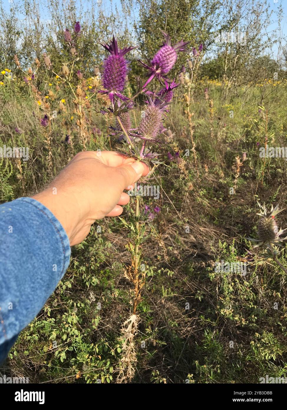 Leavenworth's eryngo (Eryngium leavenworthii) Plantae Stock Photo - Alamy