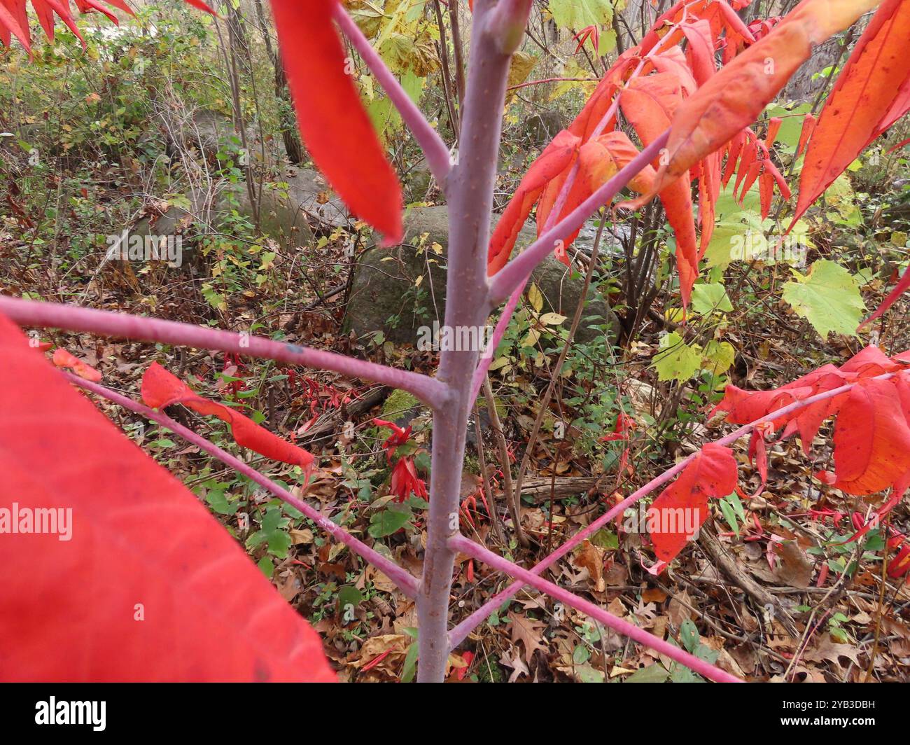 smooth sumac (Rhus glabra) Plantae Stock Photo - Alamy