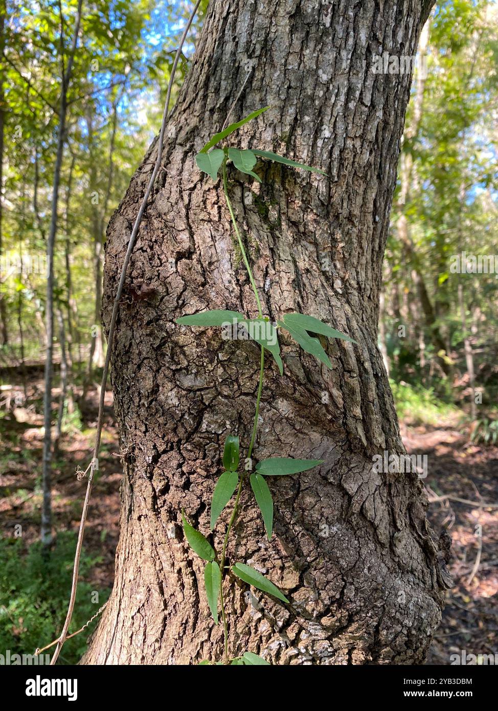 cross vine (Bignonia capreolata) Plantae Stock Photo - Alamy