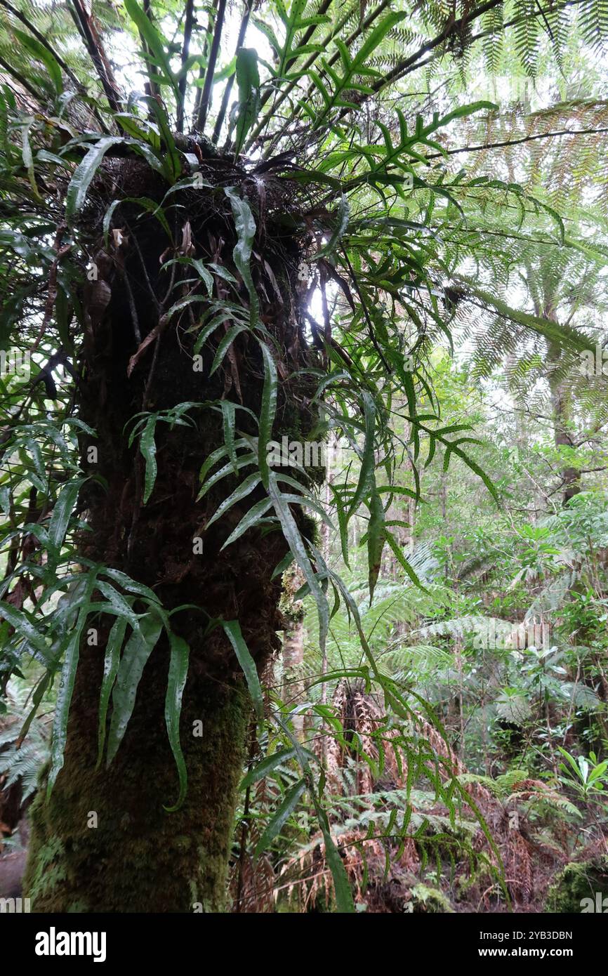Kangaroo Fern (Microsorum pustulatum pustulatum) Plantae Stock Photo ...