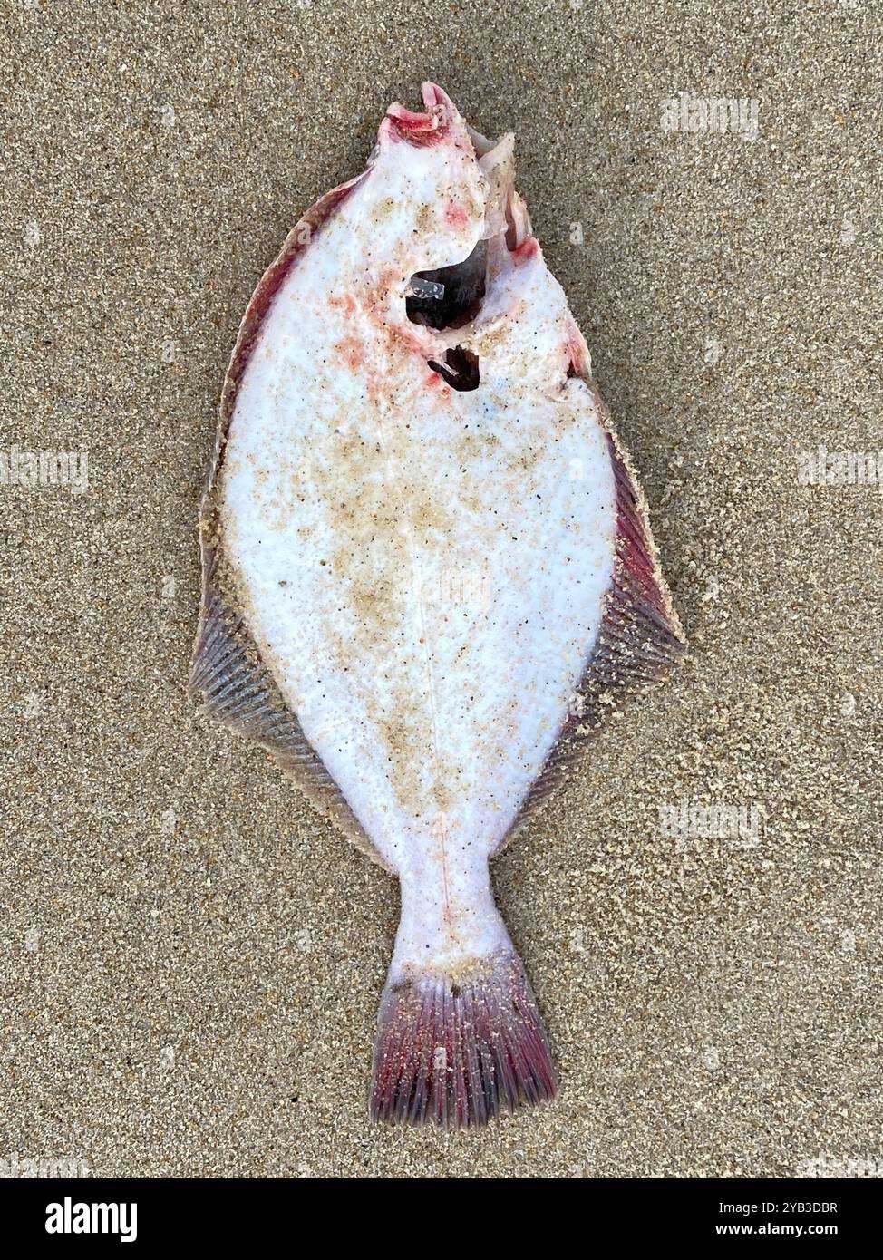 European Flounder (Platichthys flesus) Actinopterygii Stock Photo - Alamy