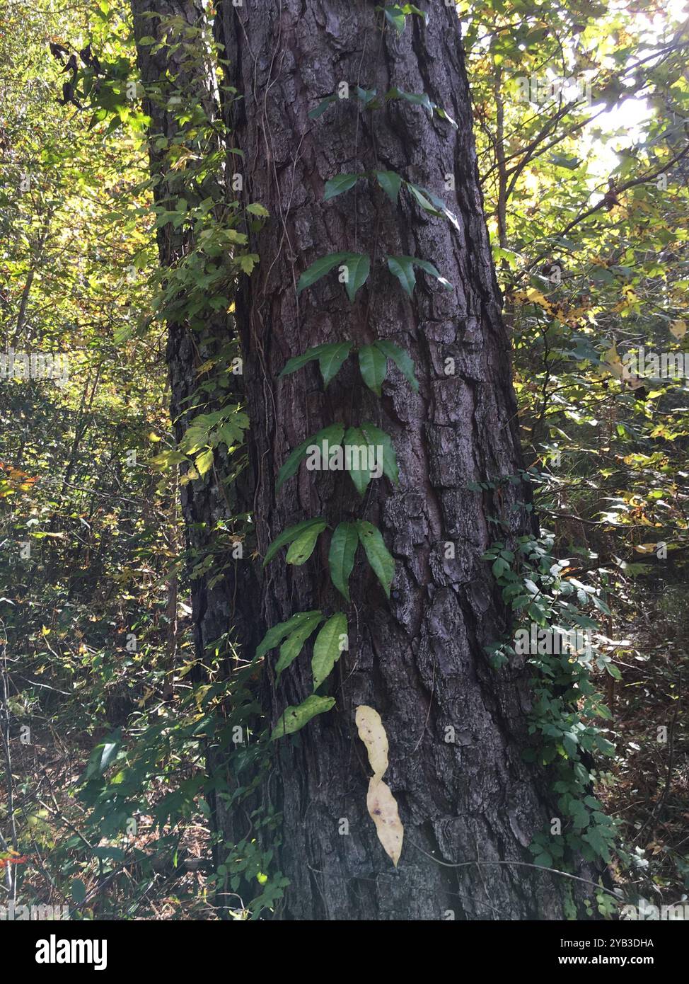 cross vine (Bignonia capreolata) Plantae Stock Photo - Alamy