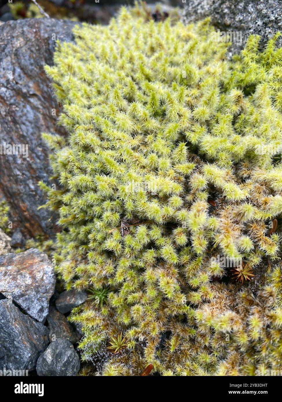 Woolly Fringe-moss (Racomitrium lanuginosum) Plantae Stock Photo - Alamy