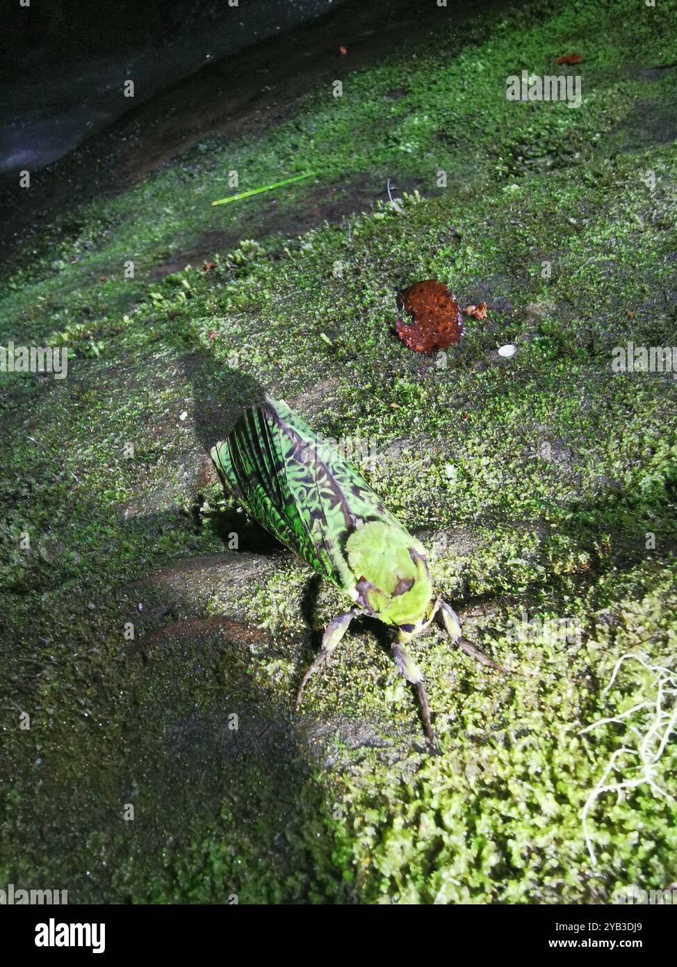 Puriri moth (Aenetus virescens) Insecta Stock Photo - Alamy