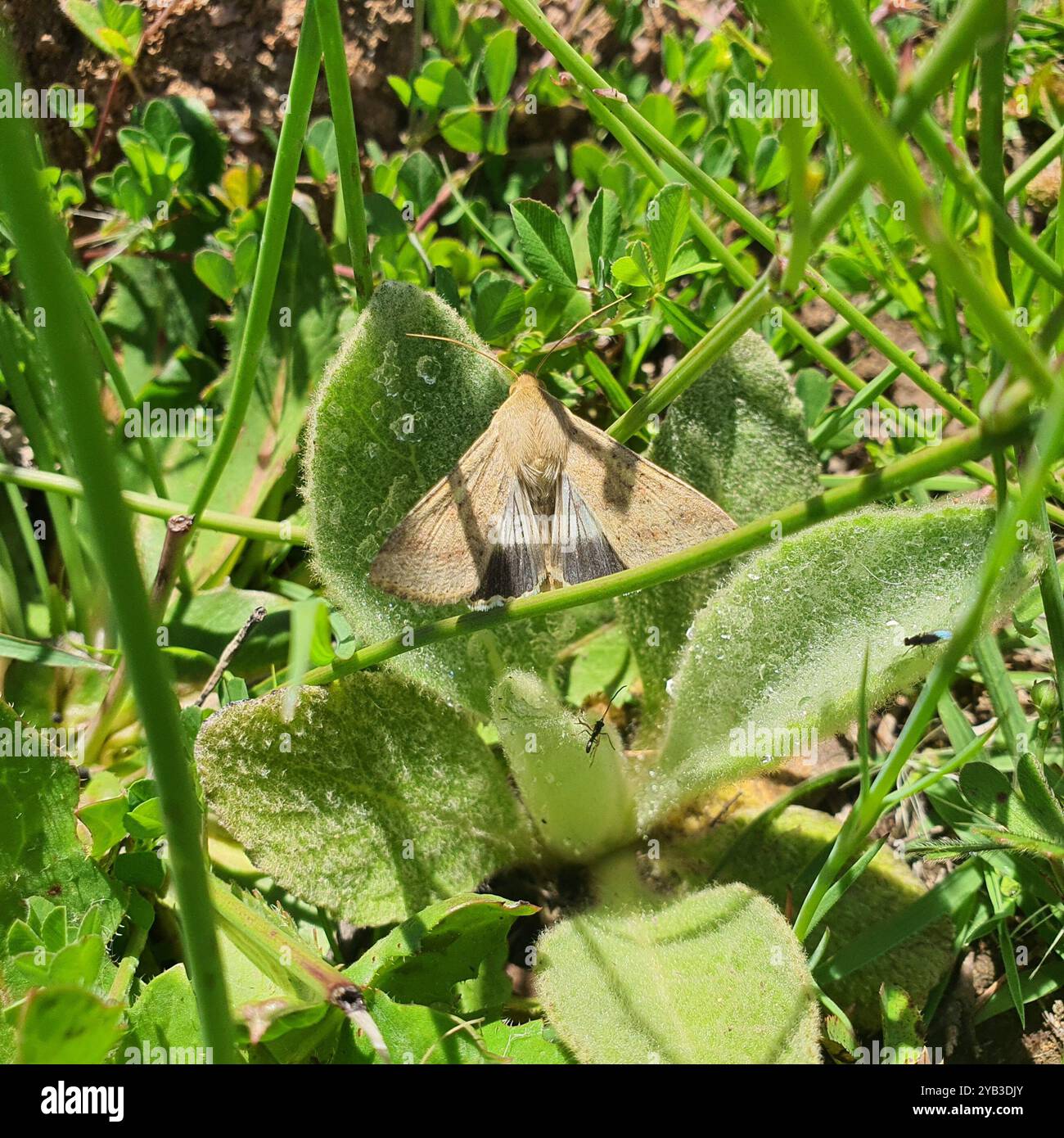 Cotton Bollworm Moth (Helicoverpa armigera) Insecta Stock Photo - Alamy
