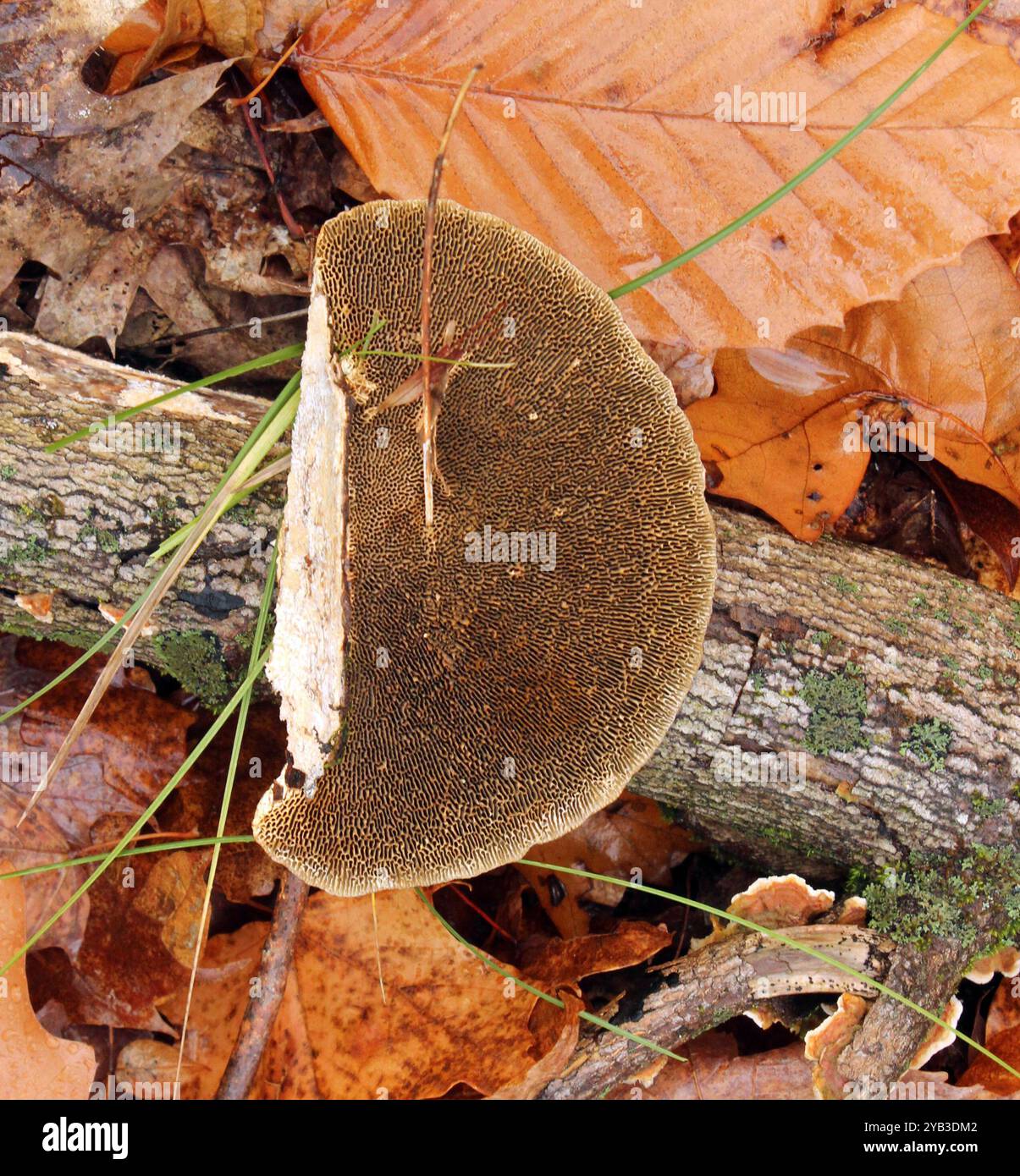 Thin-walled Maze Polypore (Daedaleopsis confragosa) Fungi Stock Photo - Alamy
