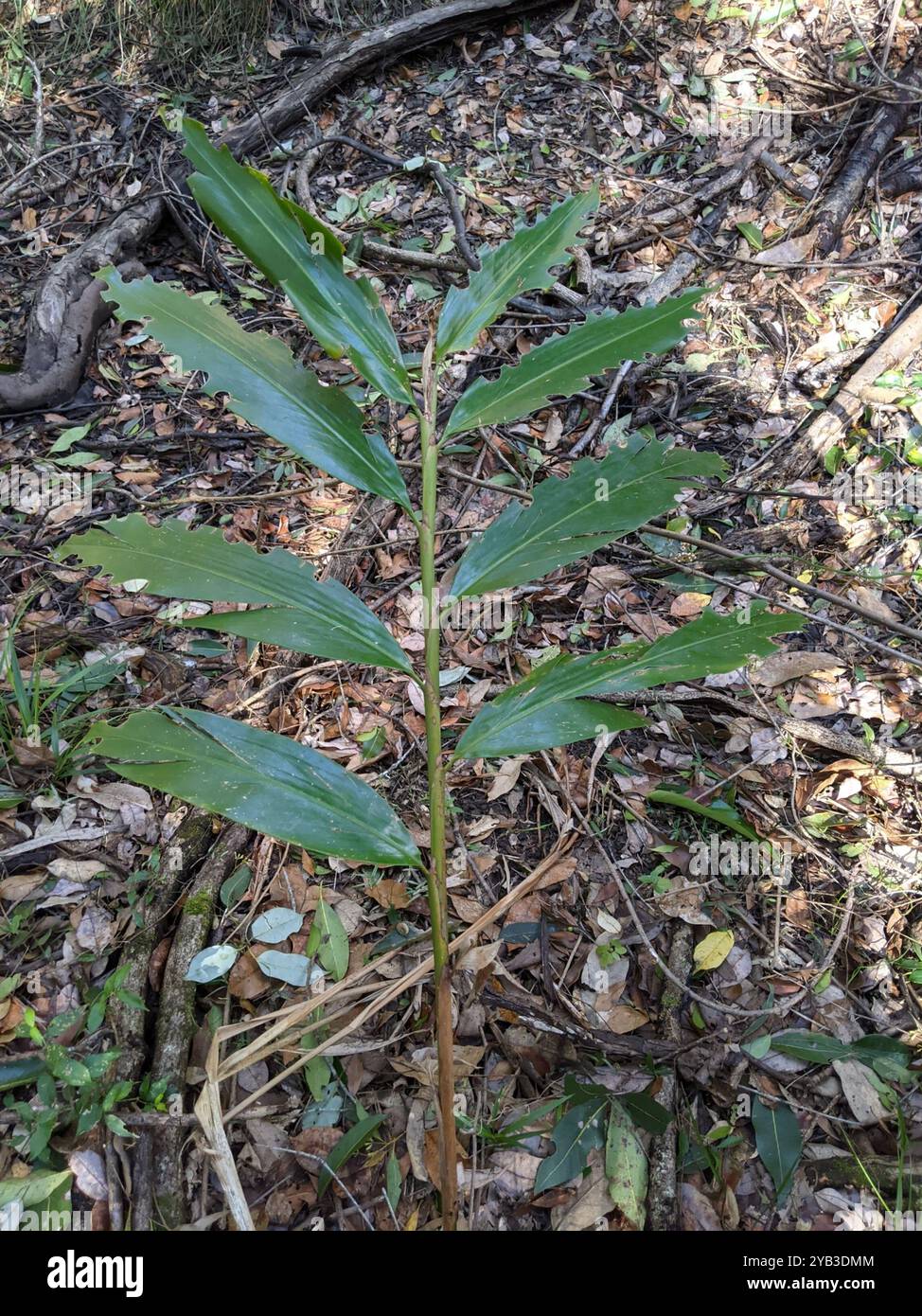 Native Ginger (Alpinia caerulea) Plantae Stock Photo - Alamy