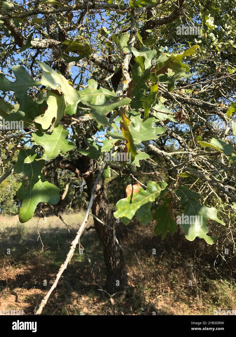 post oak (Quercus stellata) Plantae Stock Photo - Alamy