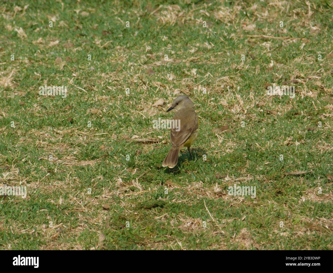 Cattle Tyrant (Machetornis rixosa) Aves Stock Photo - Alamy