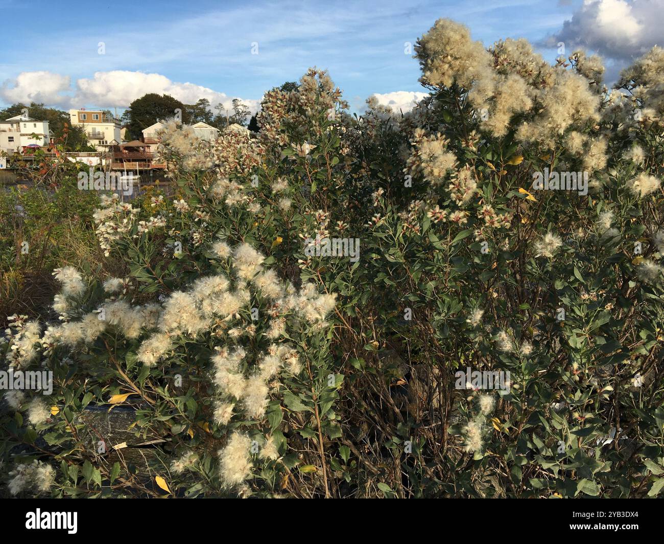 groundsel tree (Baccharis halimifolia) Plantae Stock Photo - Alamy