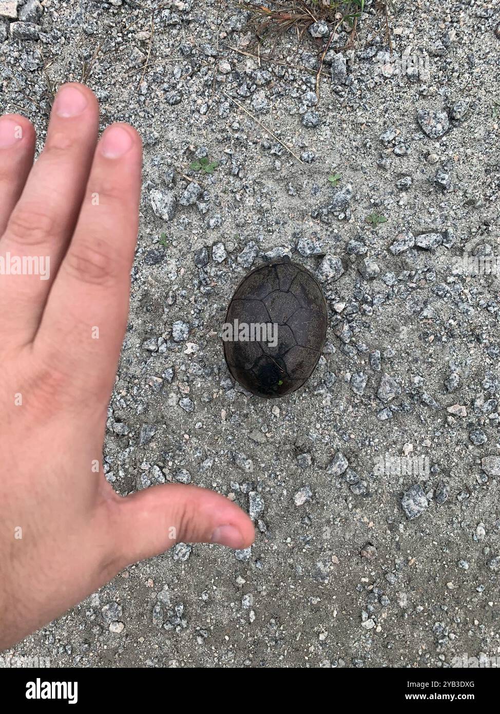 Eastern Mud Turtle (Kinosternon subrubrum) Reptilia Stock Photo - Alamy