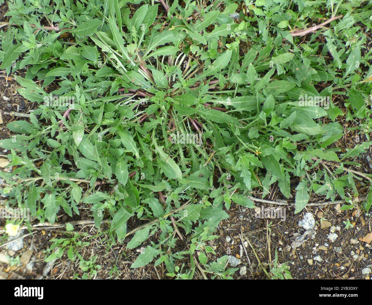 cutleaf evening primrose (Oenothera laciniata) Plantae Stock Photo - Alamy