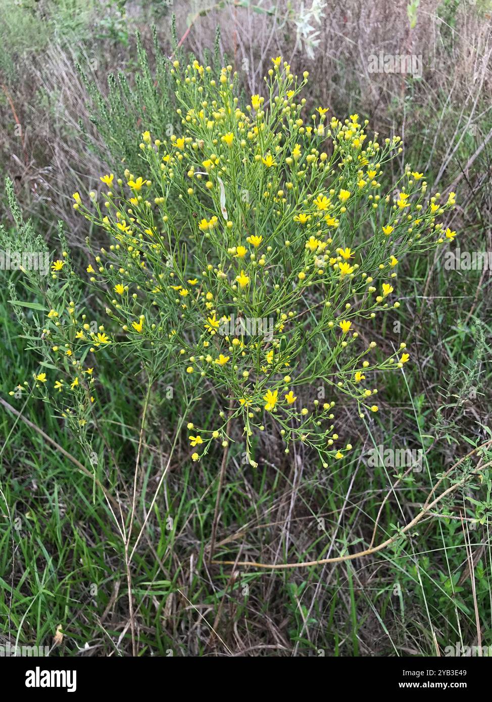 prairie broomweed (Amphiachyris dracunculoides) Plantae Stock Photo - Alamy