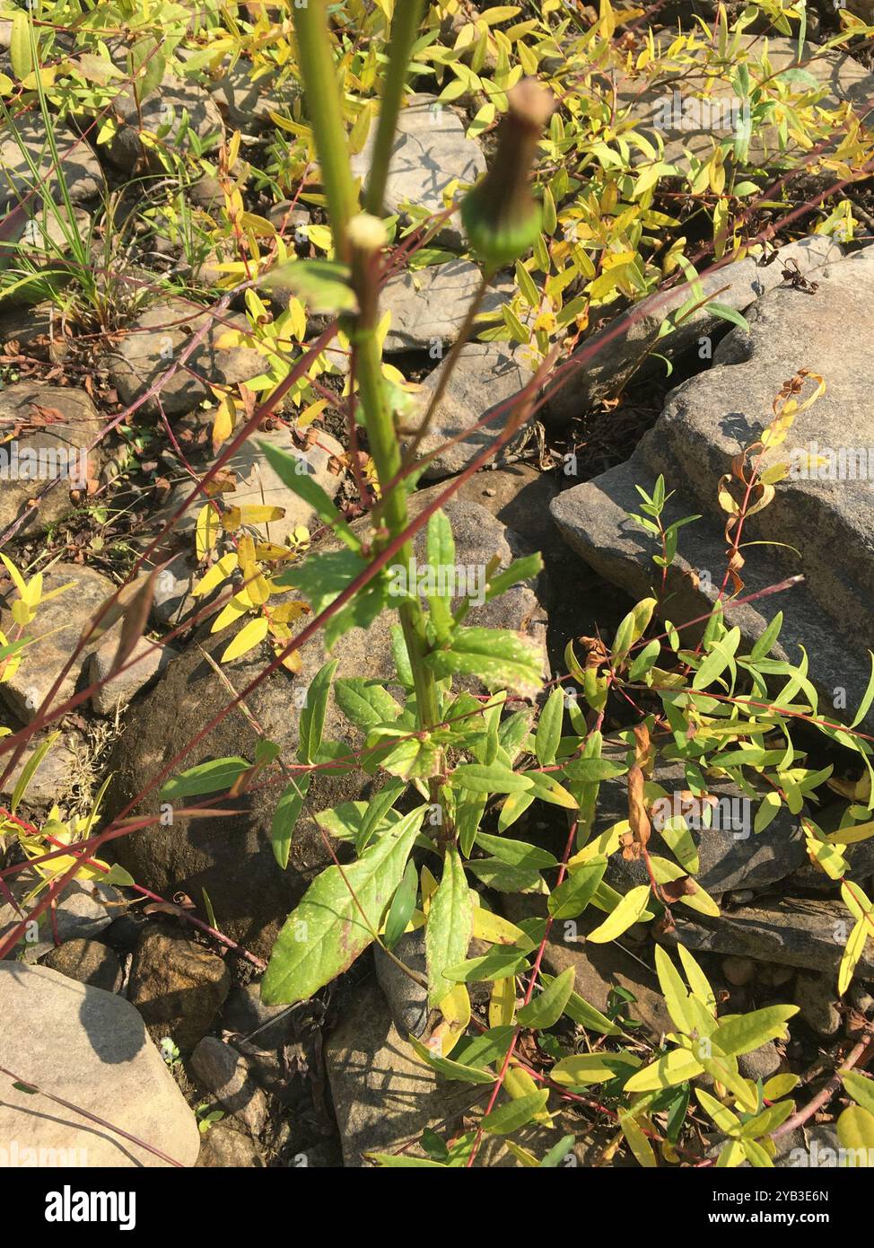American burnweed (Erechtites hieraciifolius) Plantae Stock Photo - Alamy