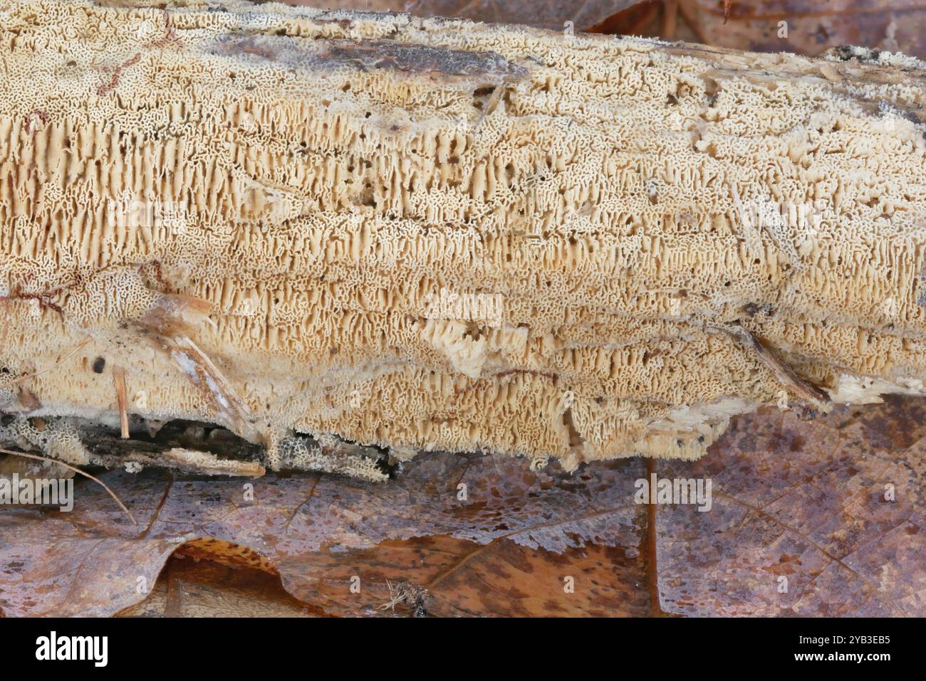 (Xylodon ovisporus) Fungi Stock Photo - Alamy