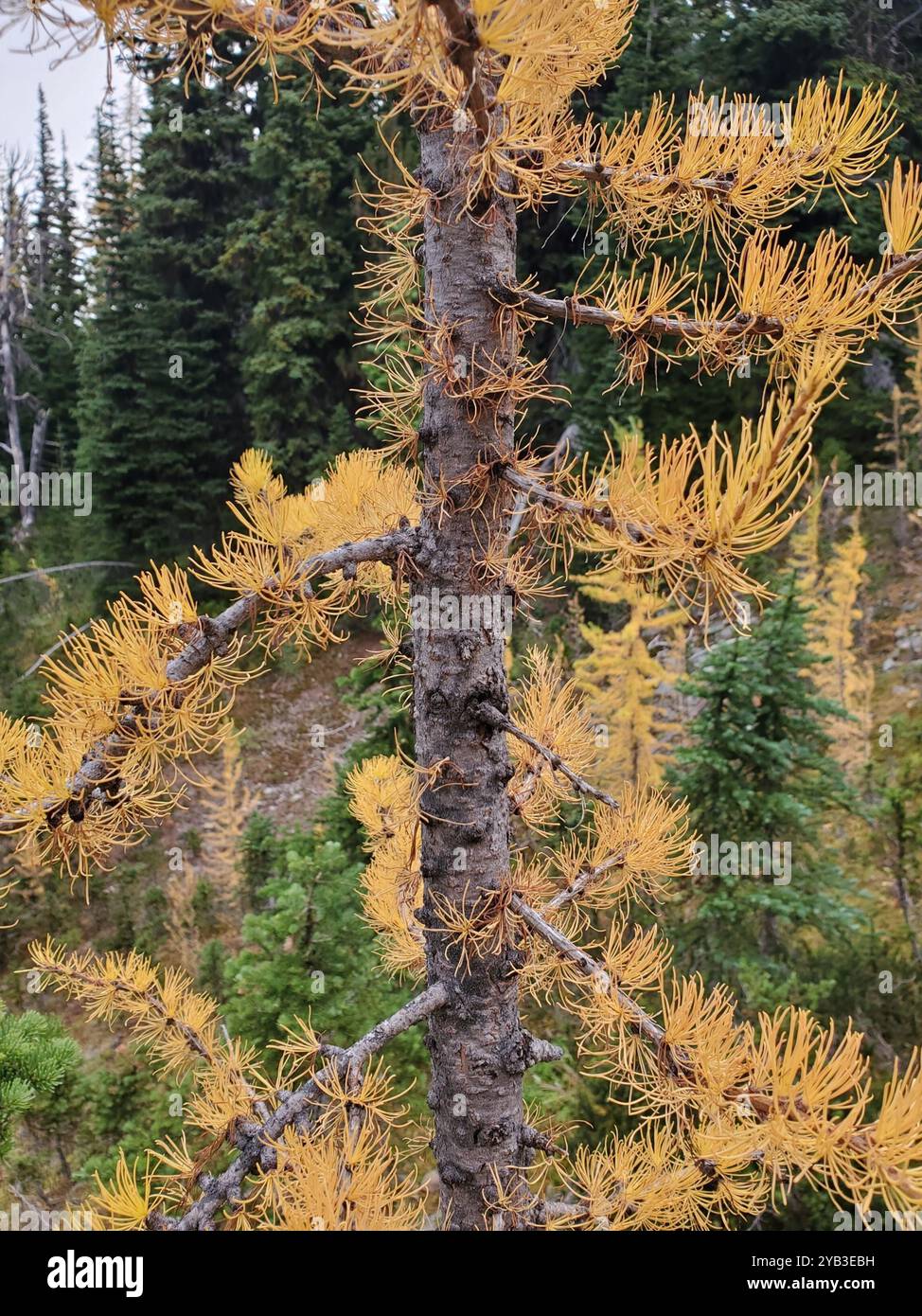 subalpine larch (Larix lyallii) Plantae Stock Photo - Alamy
