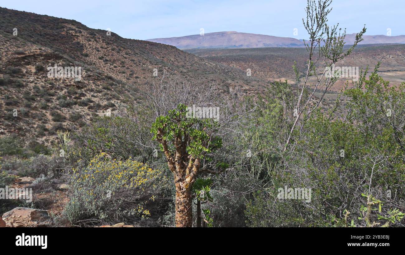 Botterboom (Tylecodon paniculatus) Plantae Stock Photo - Alamy