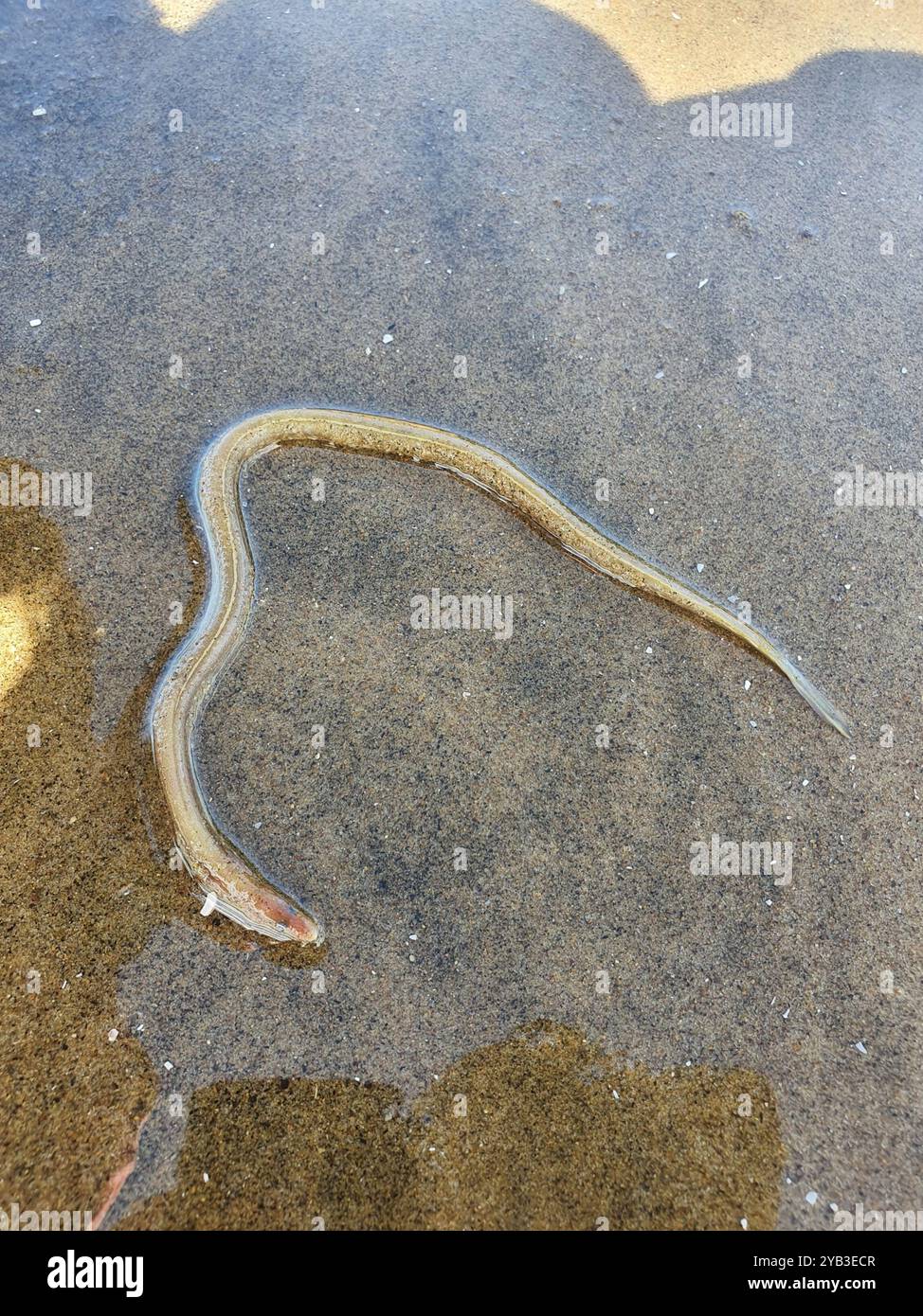 True Eels (Anguilliformes) Actinopterygii Stock Photo - Alamy