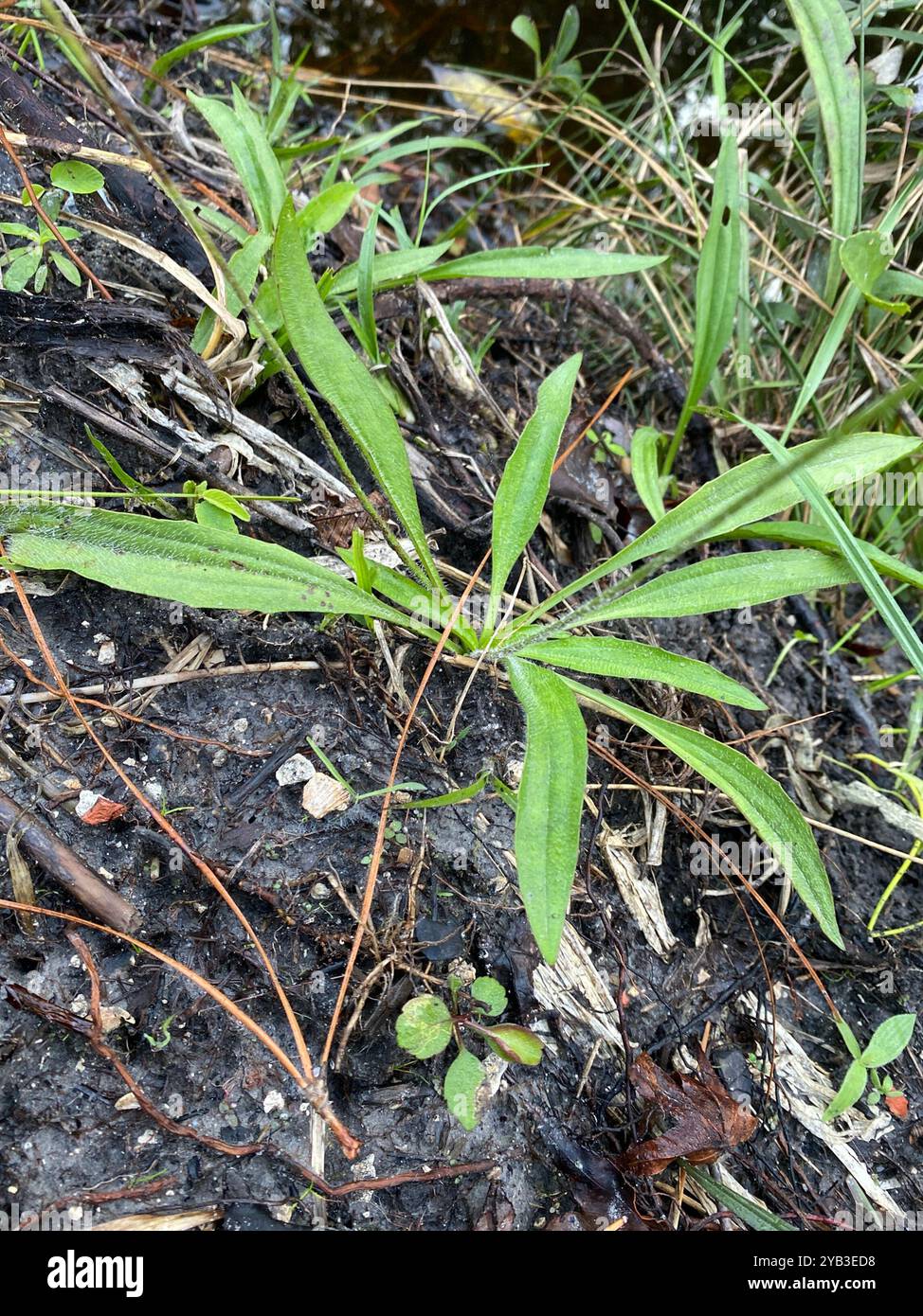 Pineland Plantain (Plantago sparsiflora) Plantae Stock Photo - Alamy