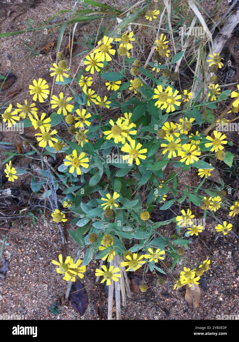 common sneezeweed (Helenium autumnale) Plantae Stock Photo - Alamy