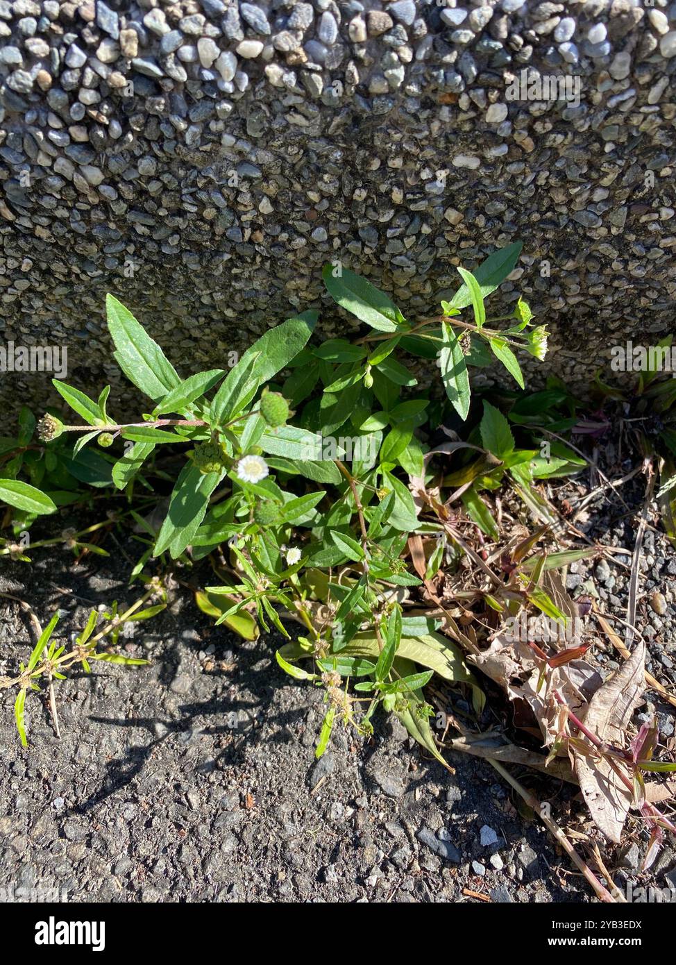 false daisy (Eclipta prostrata) Plantae Stock Photo - Alamy