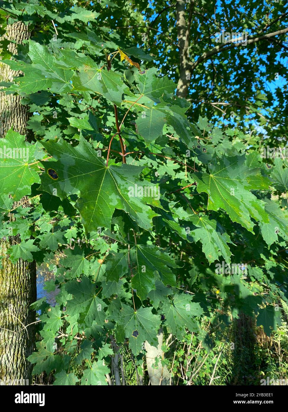 Norway maple (Acer platanoides) Plantae Stock Photo - Alamy