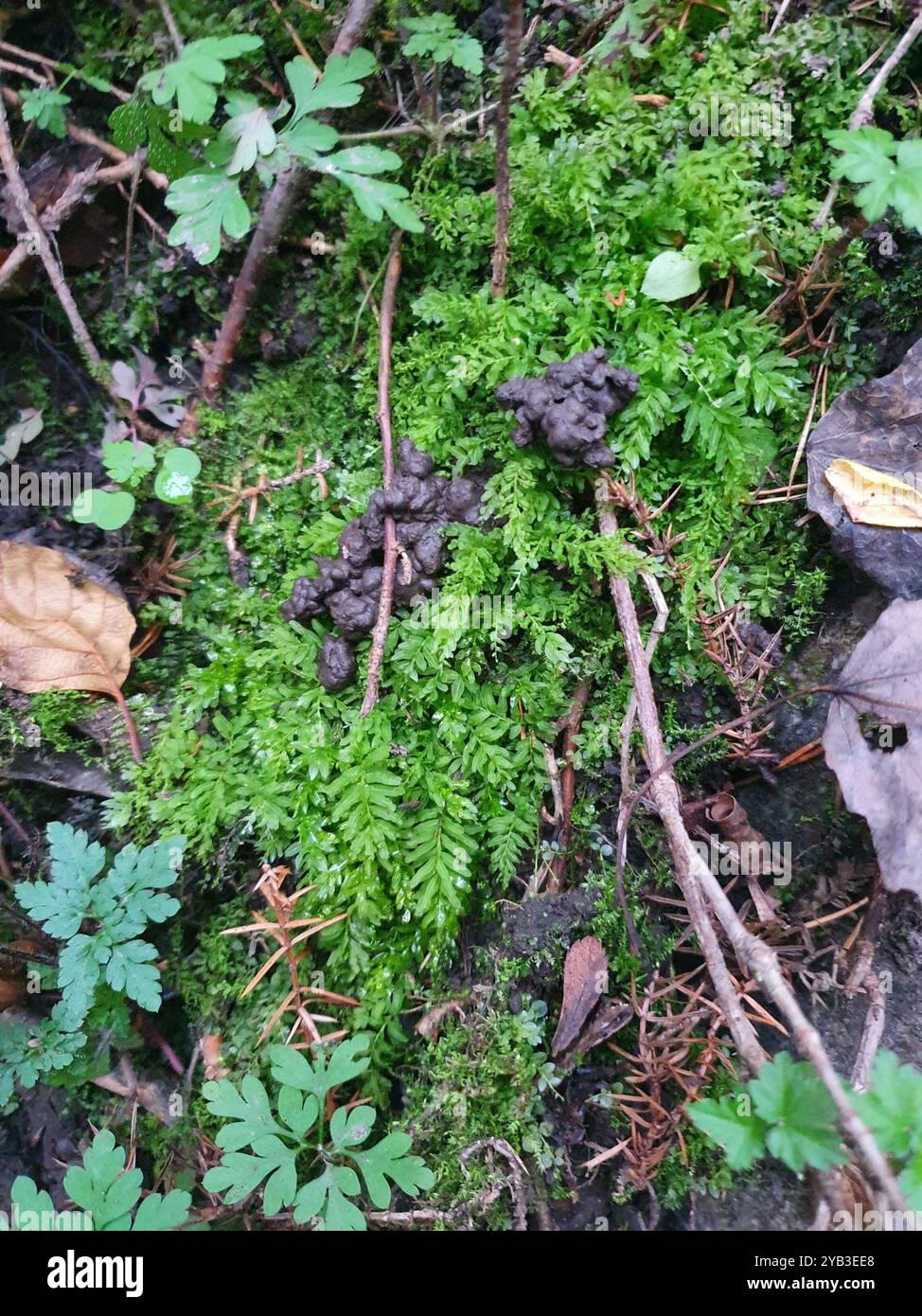 Palm-tree Moss (Plagiomnium undulatum) Plantae Stock Photo - Alamy