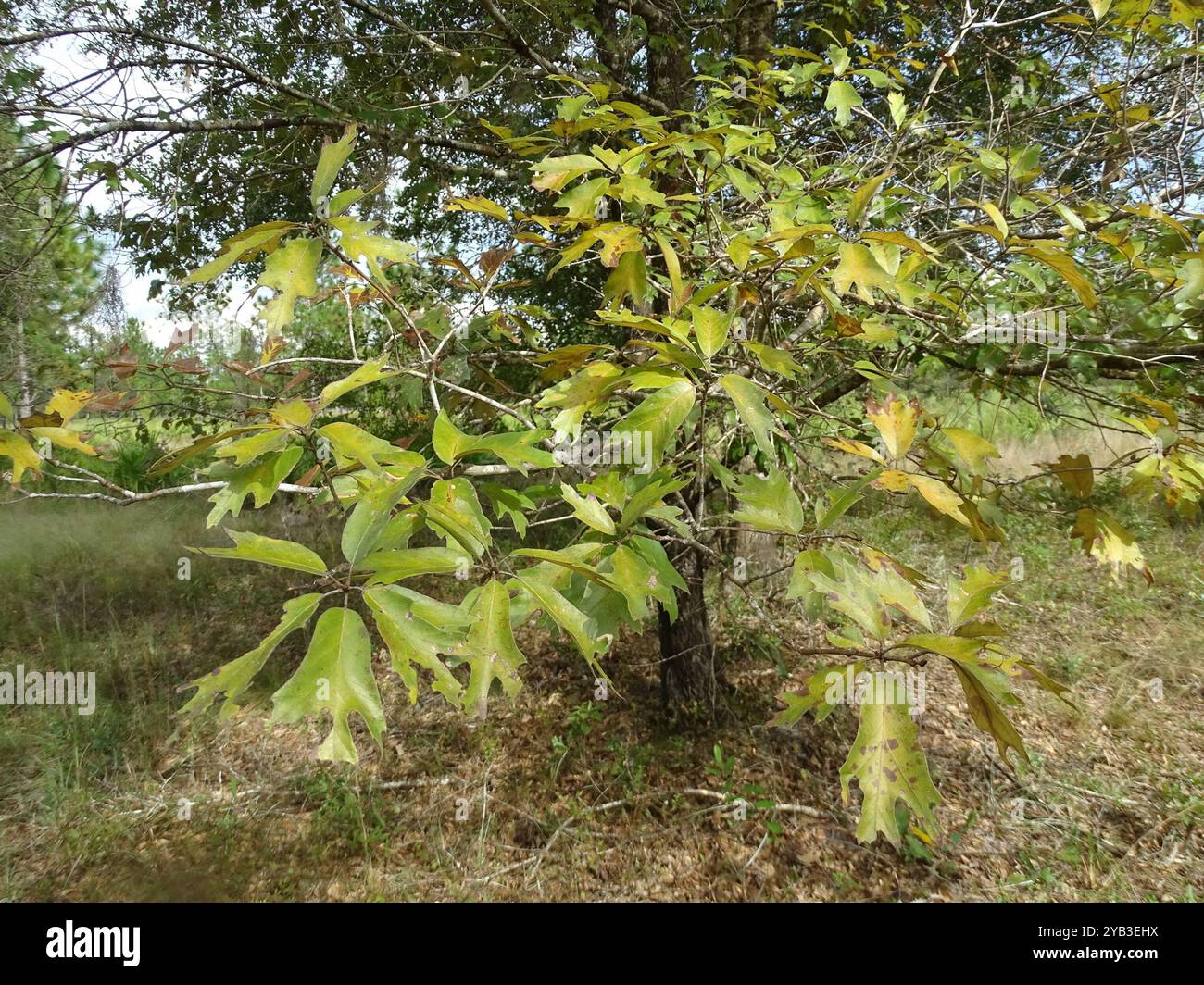 southern red oak (Quercus falcata) Plantae Stock Photo - Alamy