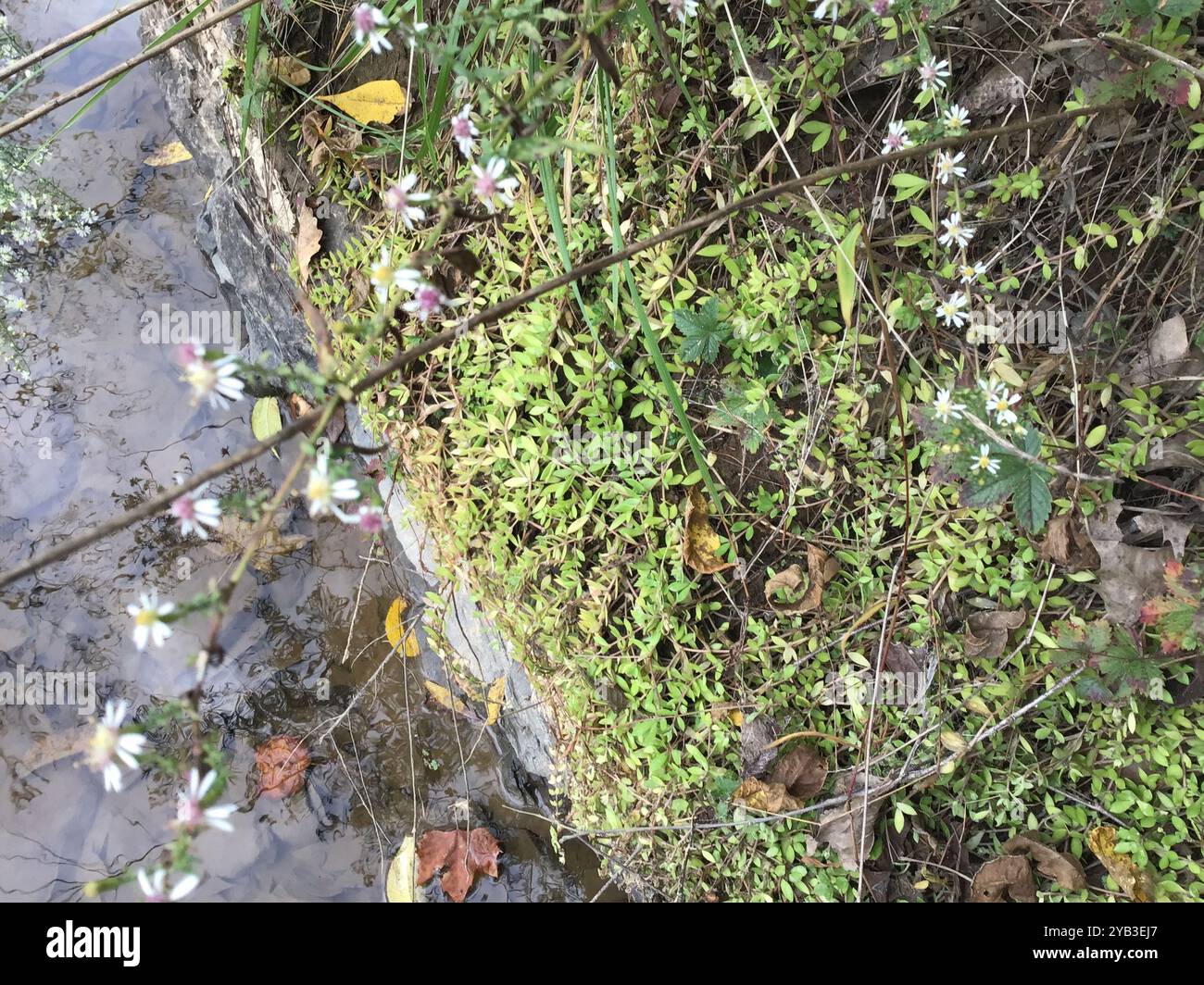 Stringy Stonecrop (Sedum sarmentosum) Plantae Stock Photo - Alamy