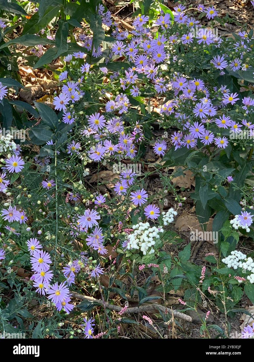 smooth blue aster (Symphyotrichum laeve) Plantae Stock Photo - Alamy
