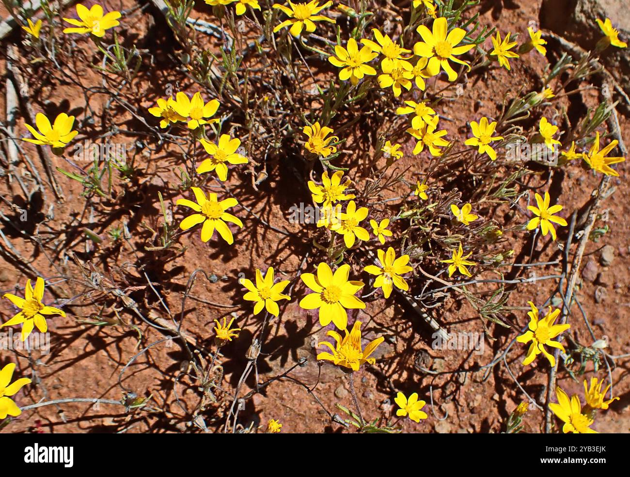 Pepper Daisy (Rhynchopsidium pumilum) Plantae Stock Photo - Alamy