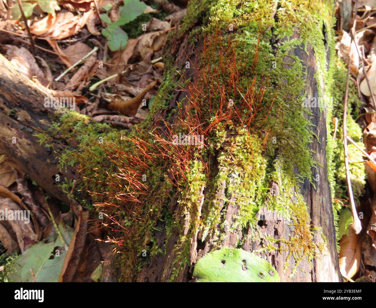 Flat-brocade Moss (Platygyrium repens) Plantae Stock Photo - Alamy