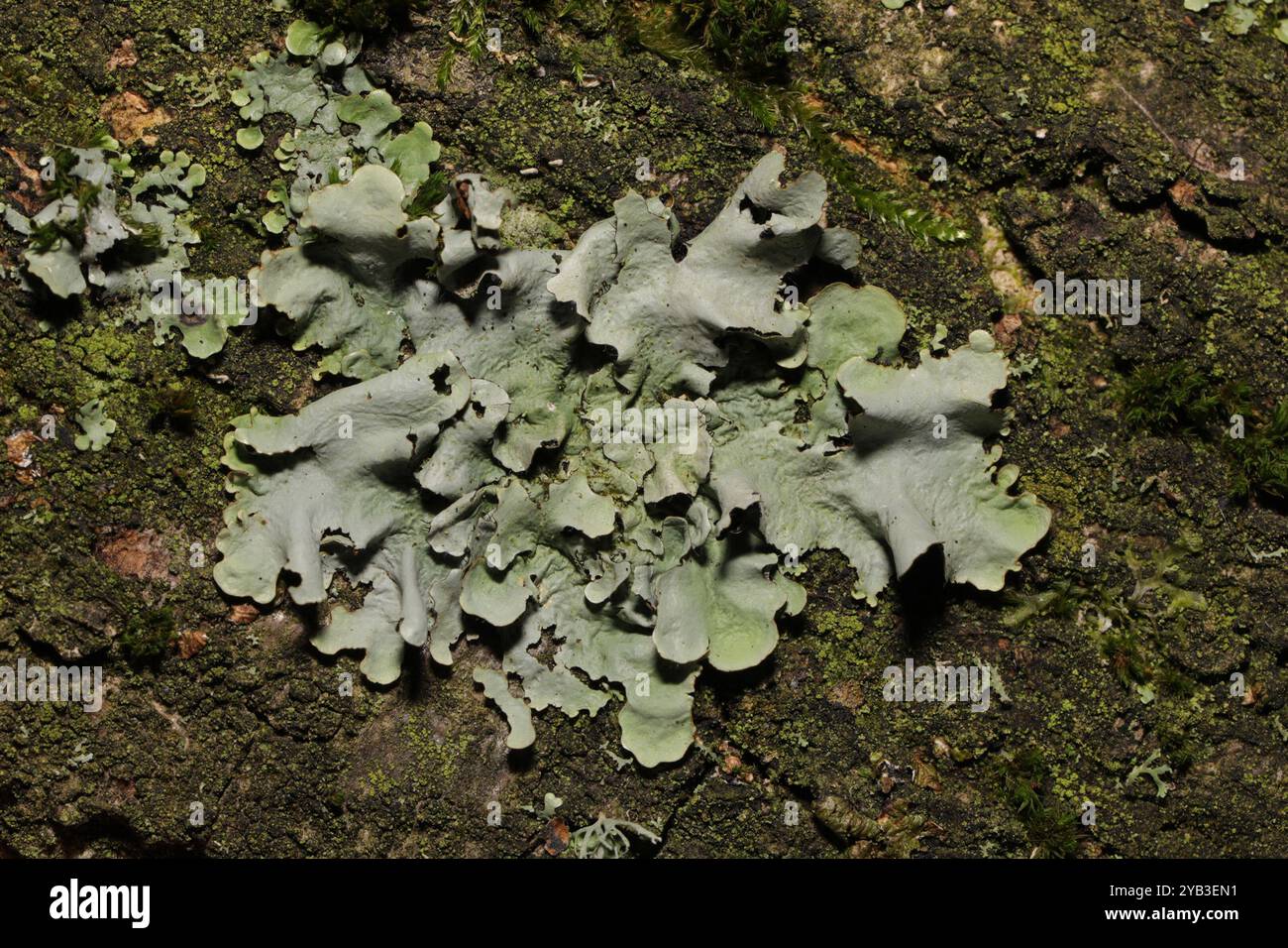 Ruffle Lichens (Parmotrema) Fungi Stock Photo - Alamy
