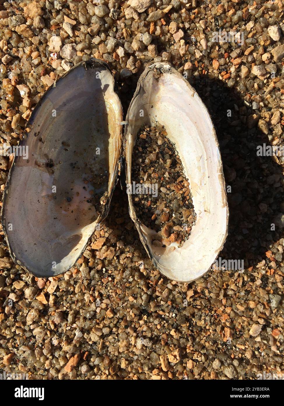River Mussels (Unionidae) Mollusca Stock Photo - Alamy