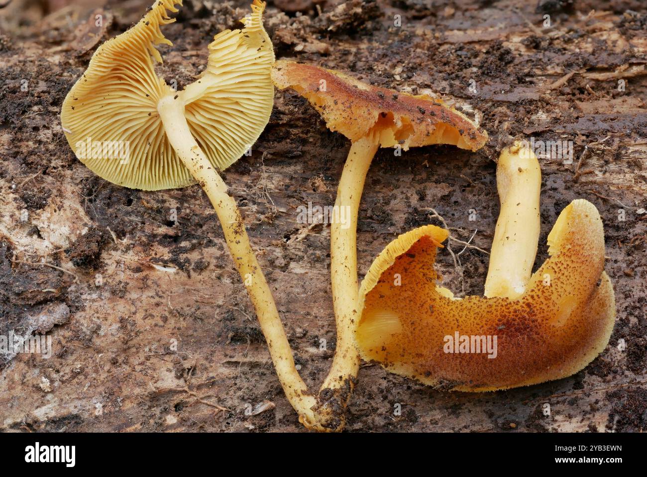 (Tricholomopsis flammula) Fungi Stock Photo - Alamy