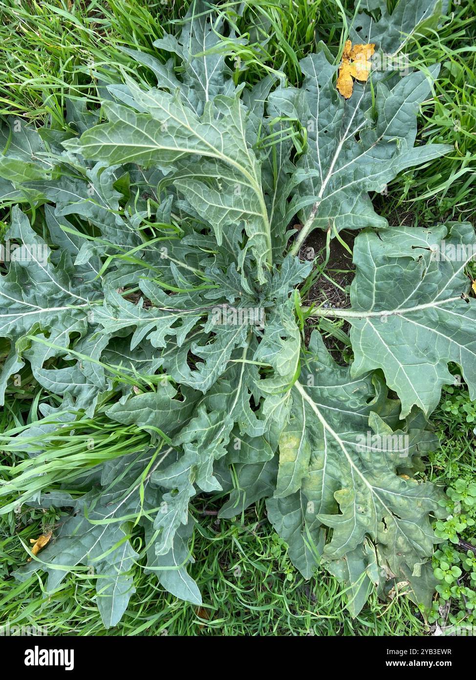 black henbane (Hyoscyamus niger) Plantae Stock Photo - Alamy