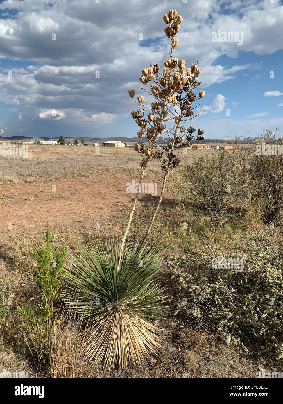 soaptree yucca (Yucca elata) Plantae Stock Photo - Alamy