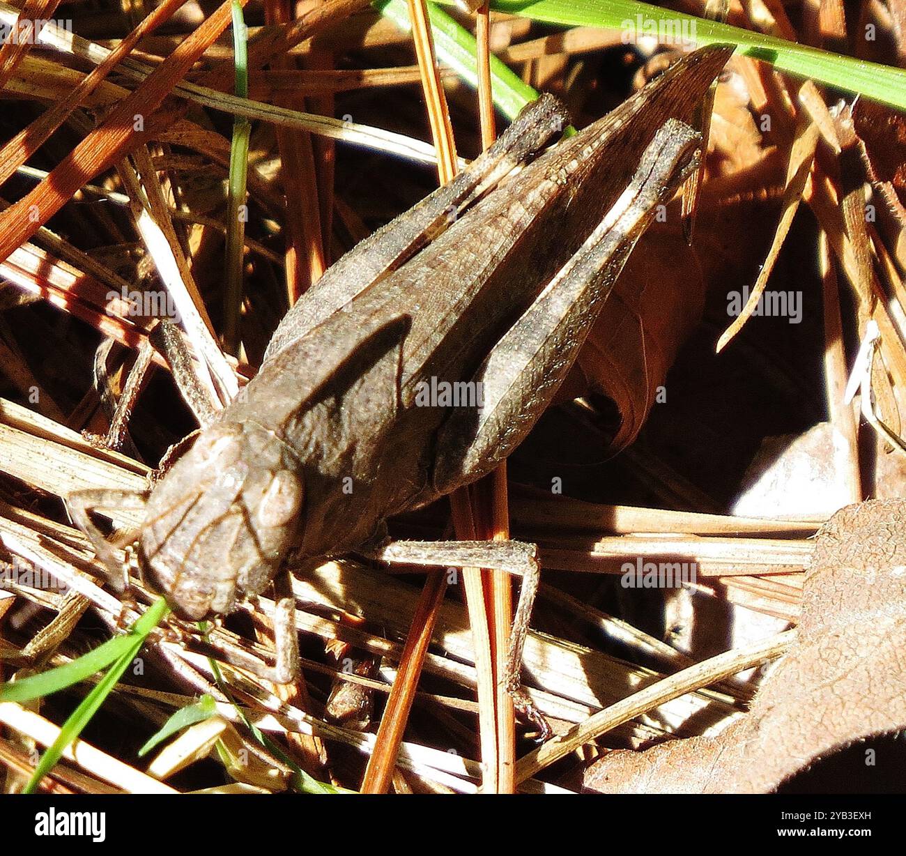 Autumn Yellow-winged Grasshopper (Arphia xanthoptera) Insecta Stock ...
